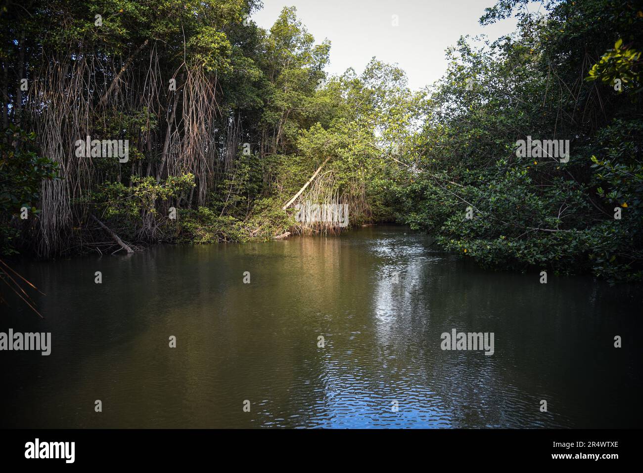 Los manglares hi-res stock photography and images - Alamy