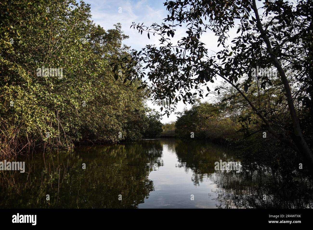 Nicolas Remene / Le Pictorium - Tumbes National Mangrove Sanctuary - 24 ...