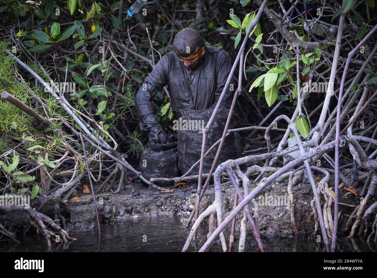 Le sanctuaire national de manglares de tumbes hi-res stock photography ...