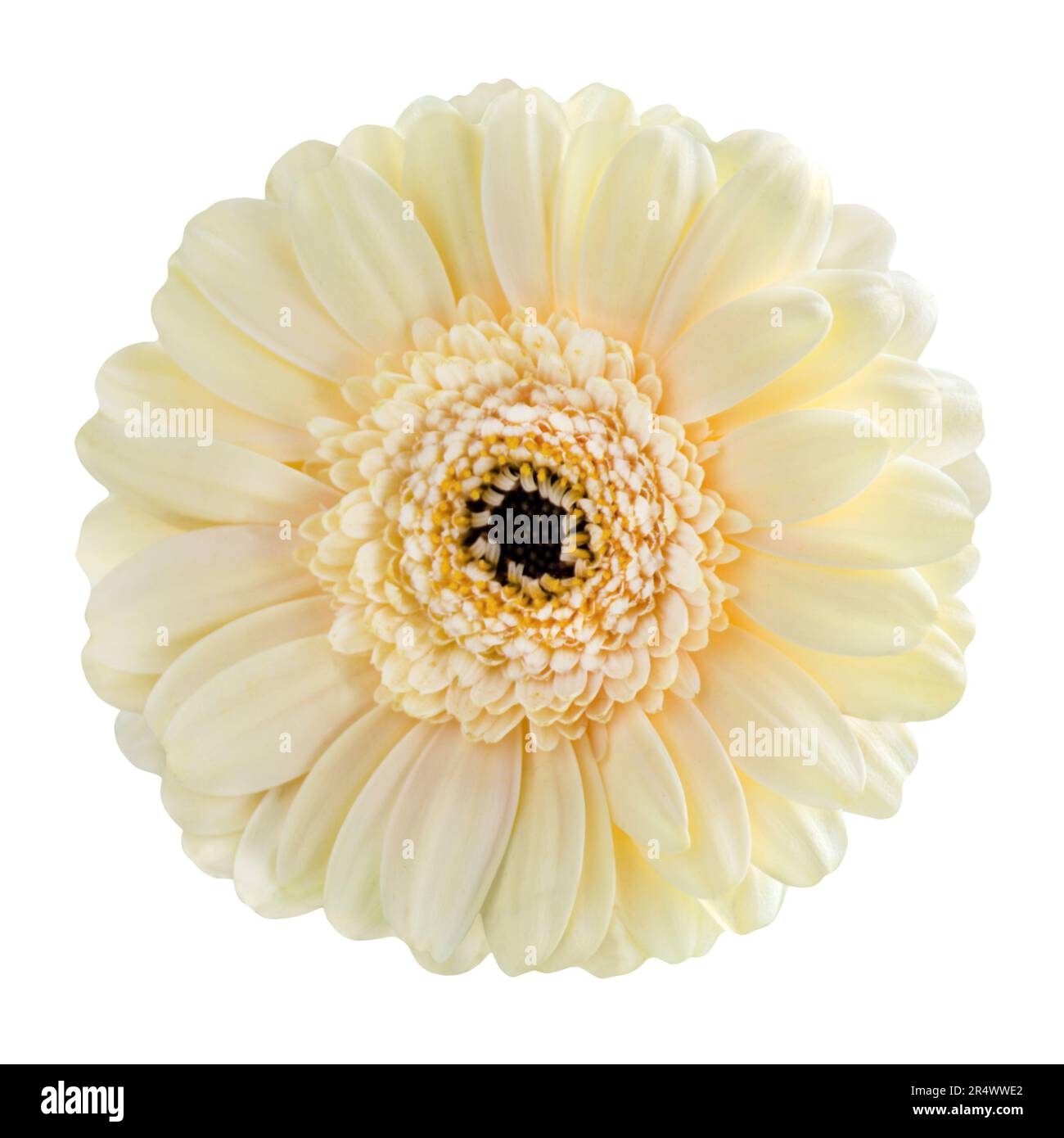 1 Gerbera flower isolated on white background Stock Photo - Alamy