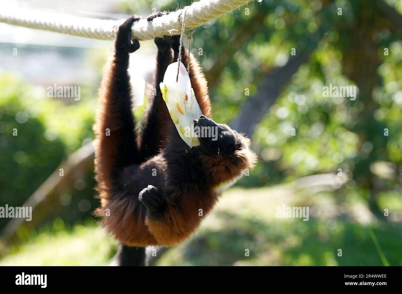 Red ruffed lemurs are given frozen fruit pops in the warm weather at ...