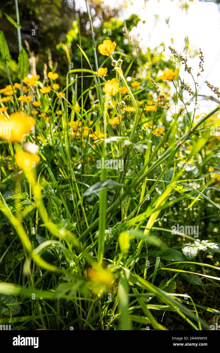 Ranun hi-res stock photography and images - Alamy