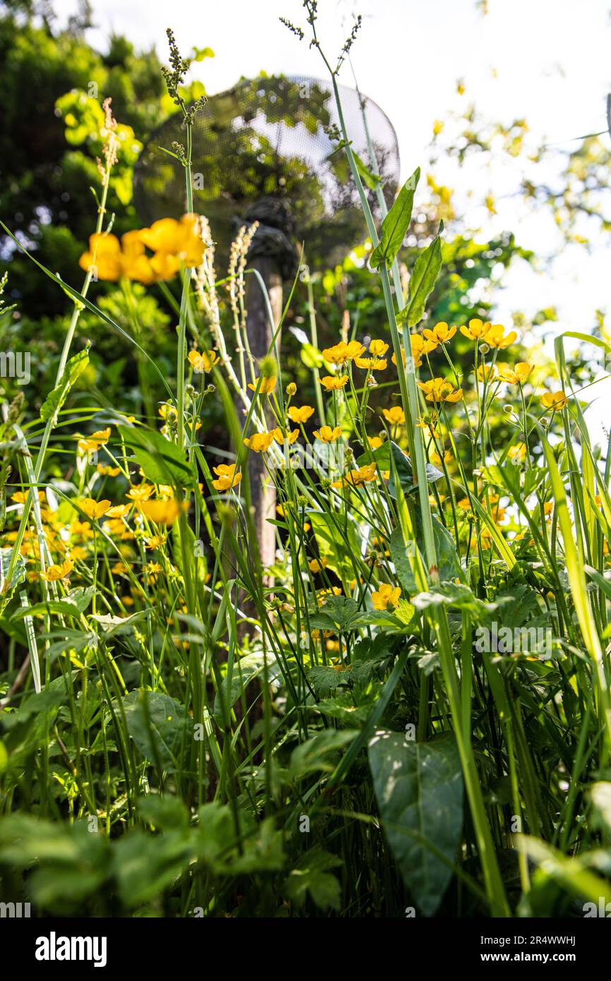 Creeping Buttercup- Ranun culus repens Stock Photo - Alamy
