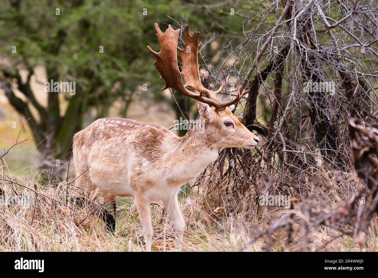Red deer stag with antlers in spring, forest of Amsterdamse ...