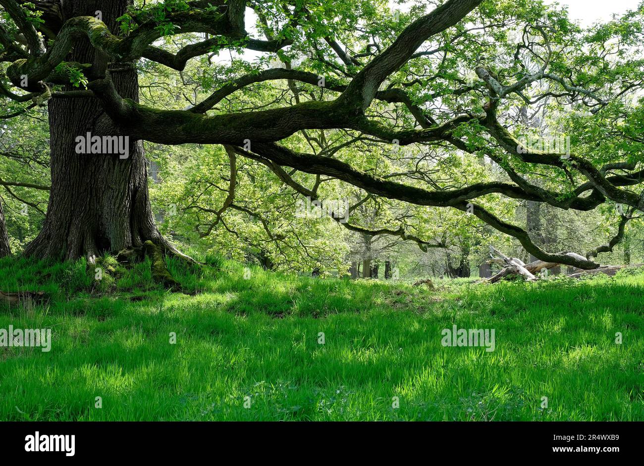 old oak tree in countryside setting, blickling, norfolk, england Stock ...