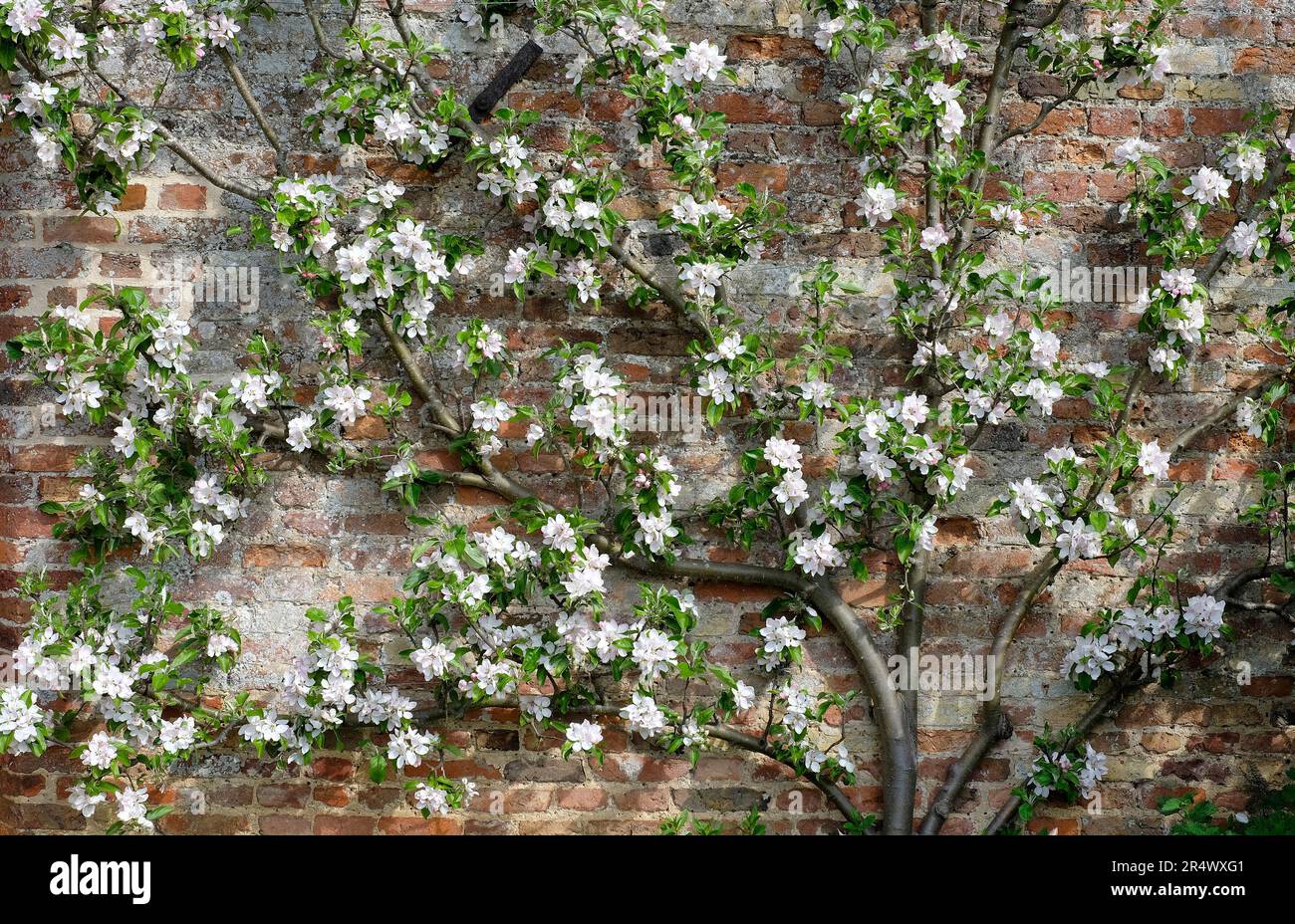 espaliered cox's orange pippin apple tree in walled garden, norfolk ...