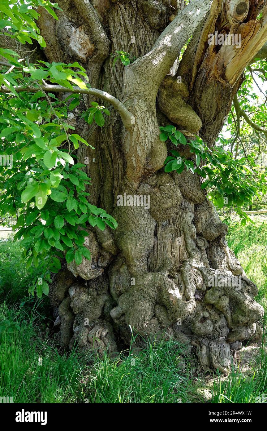 old ancient chestnut tree trunk, blickling, norfolk, england Stock ...