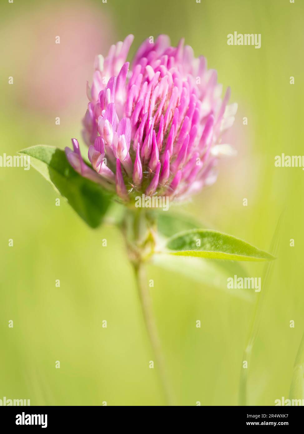 A beautiful flower of Red Clover (Trifolium pratense) growing amongst ...
