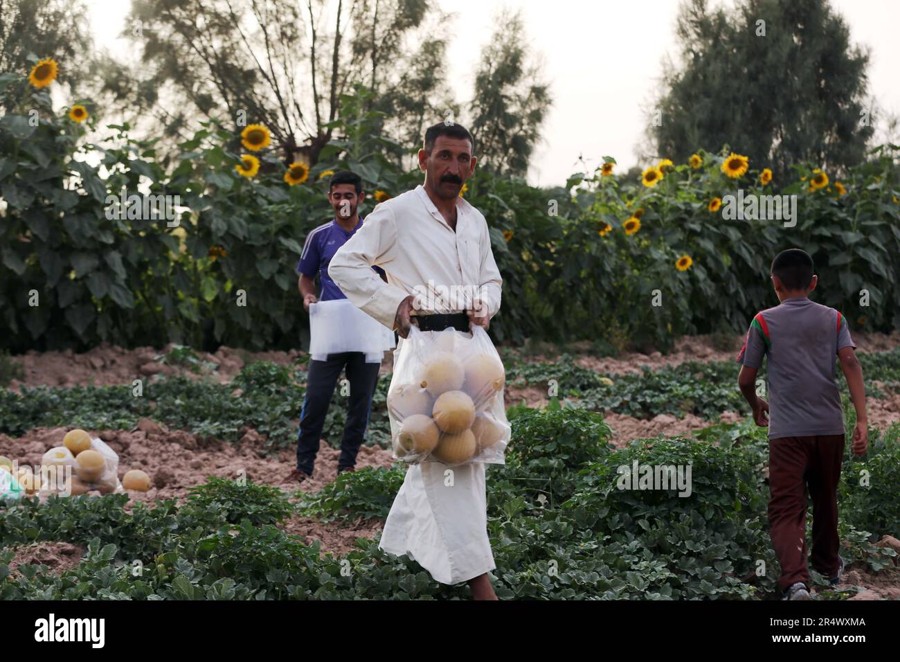 Baghdad, Iraq. 29th May, 2023. Farmers harvest melons at a farm in al ...