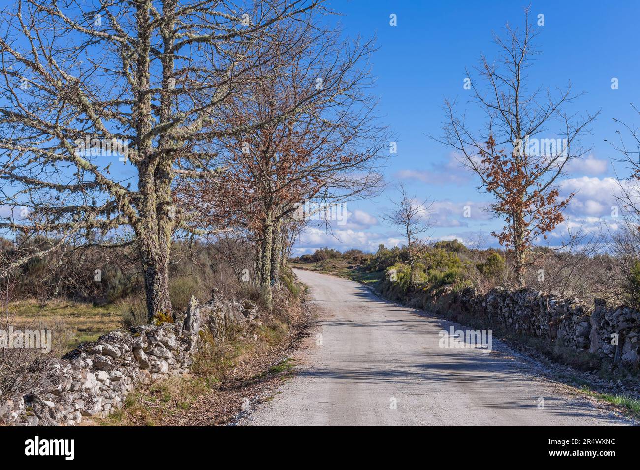 The road in the Camino de Santiago pilgrimage, crossing a green forest ...