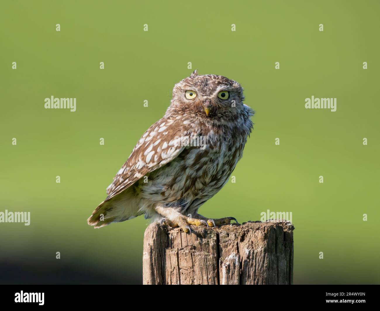 Little owl on old farm gate hi-res stock photography and images - Alamy