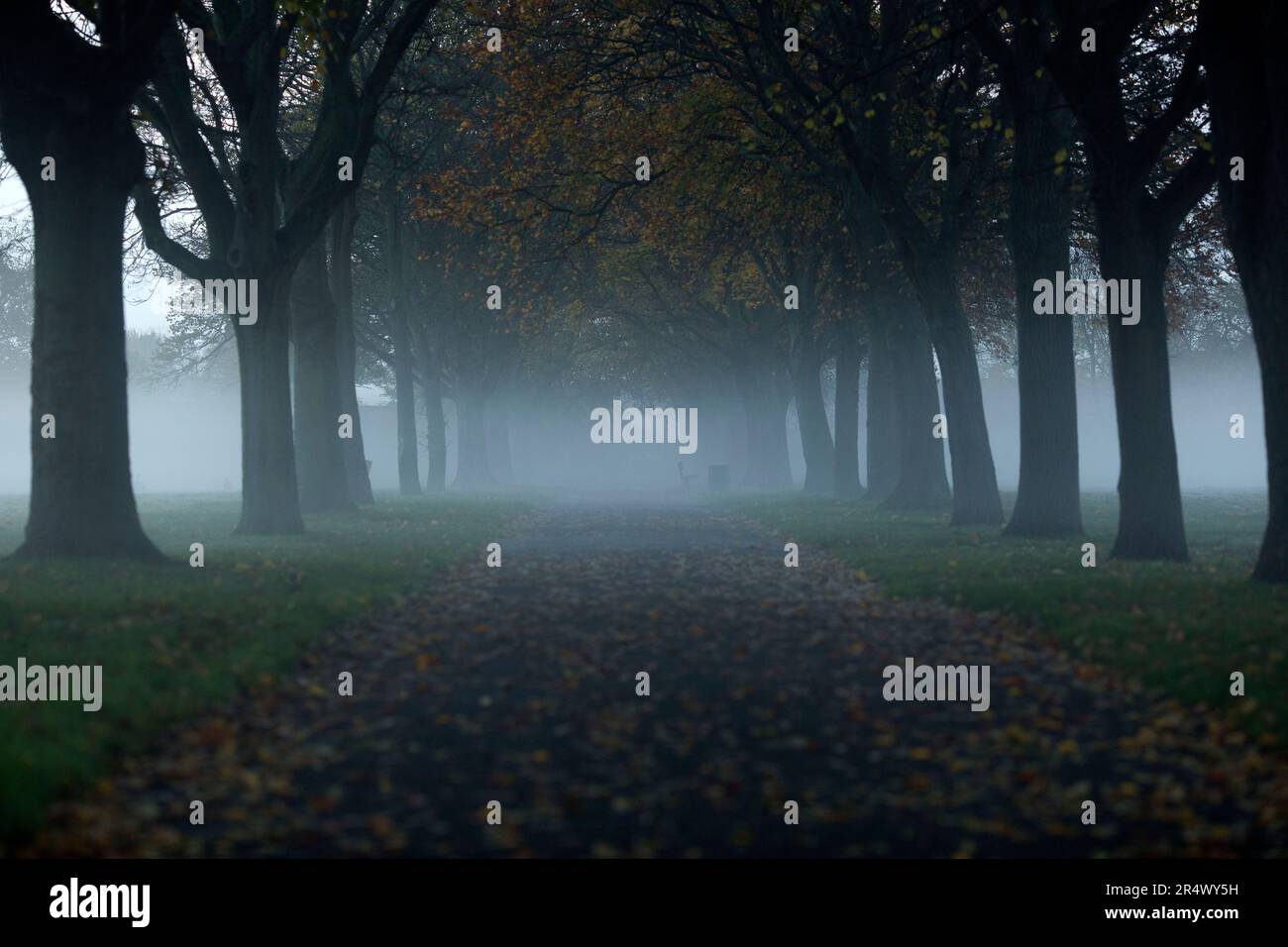 Mist park hi-res stock photography and images - Alamy