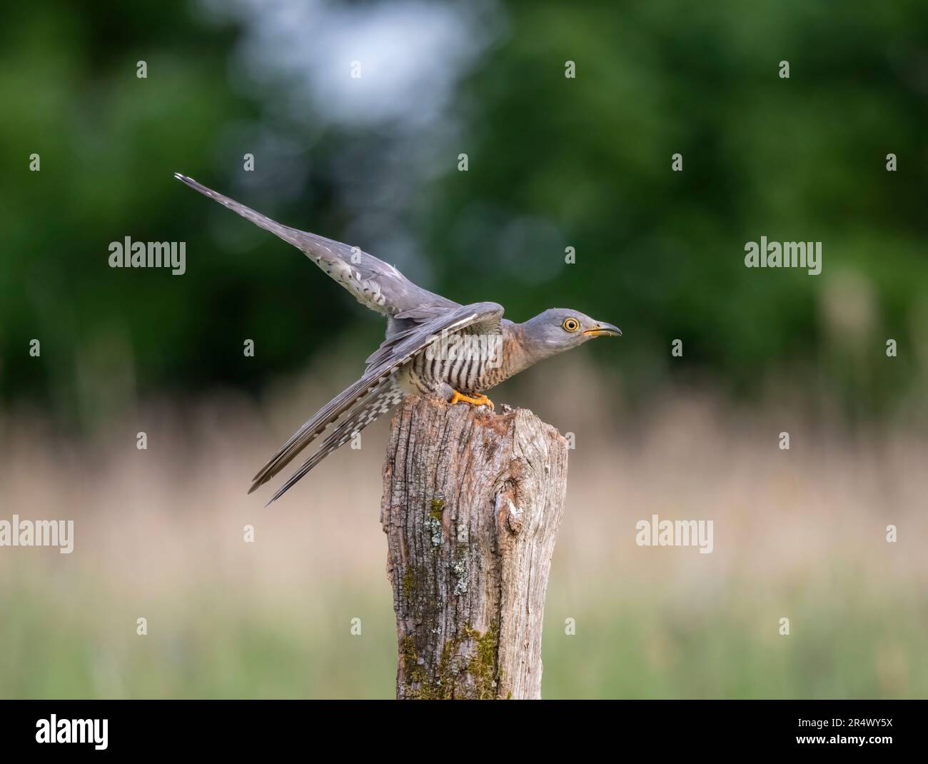 Female Cuckoo, (Cuculus canorus) also known as the Common Cuckoo ...