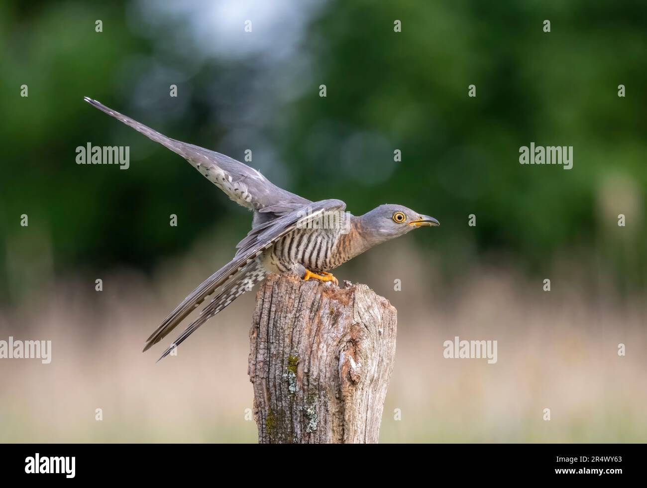 Female Cuckoo, (Cuculus canorus) also known as the Common Cuckoo Stock ...
