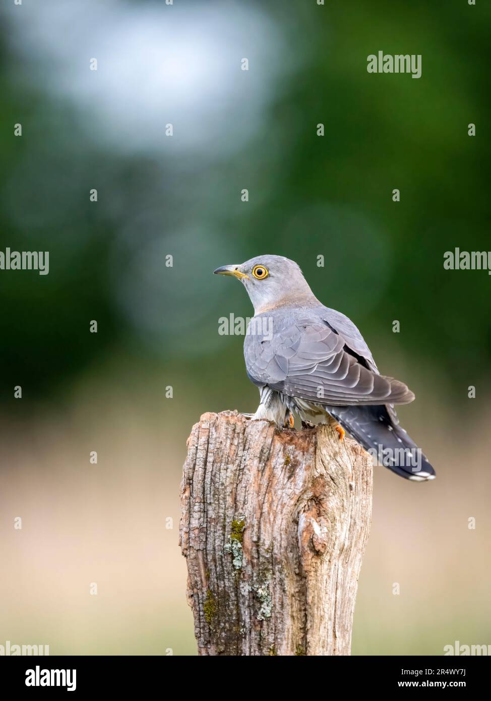 Female Cuckoo, (Cuculus canorus) also known as the Common Cuckoo ...