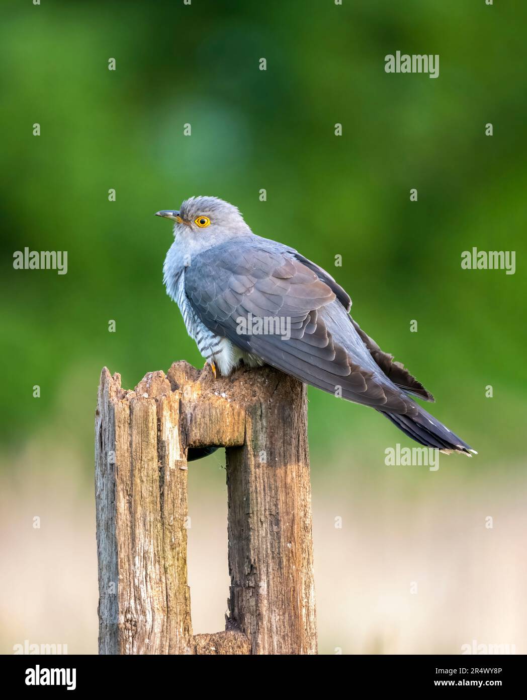 Female Cuckoo, (Cuculus canorus) also known as the Common Cuckoo ...