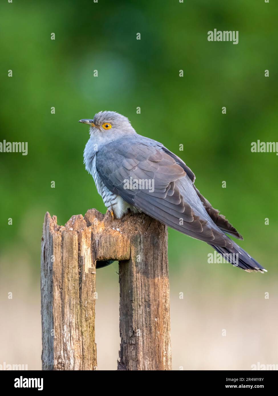 Female Cuckoo, (Cuculus canorus) also known as the Common Cuckoo ...