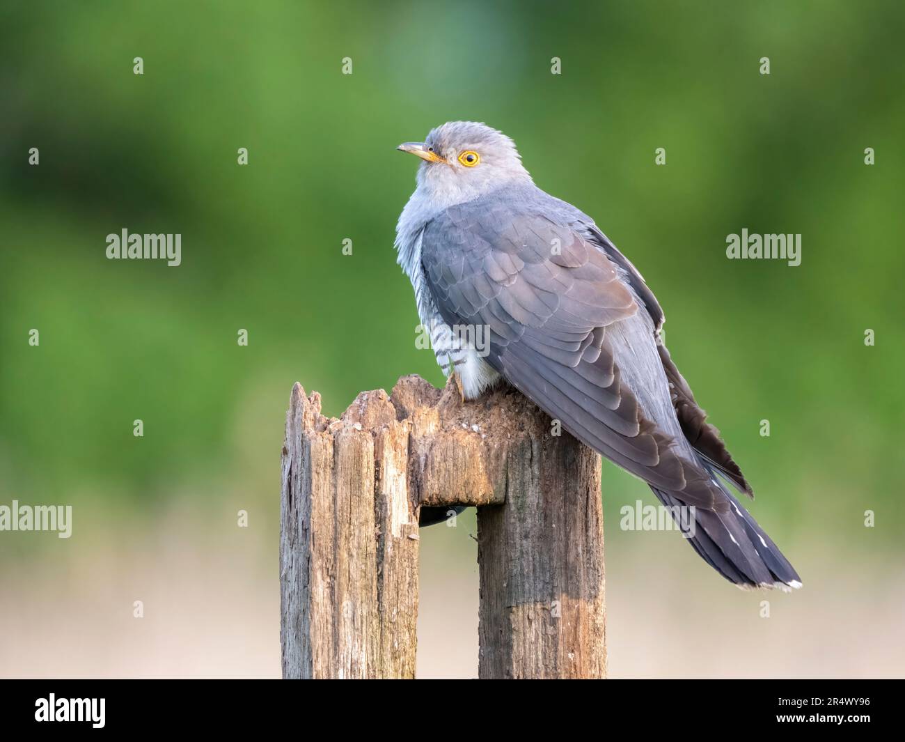 Female Cuckoo, (Cuculus canorus) also known as the Common Cuckoo ...