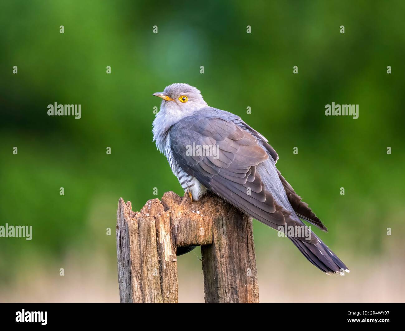 Female Cuckoo, (Cuculus canorus) also known as the Common Cuckoo ...
