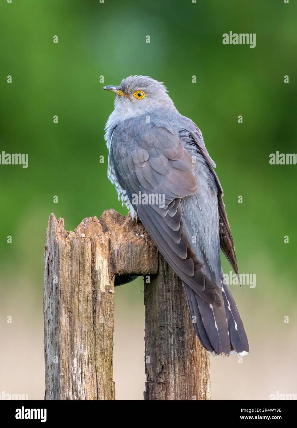 Female Cuckoo, (Cuculus canorus) also known as the Common Cuckoo ...
