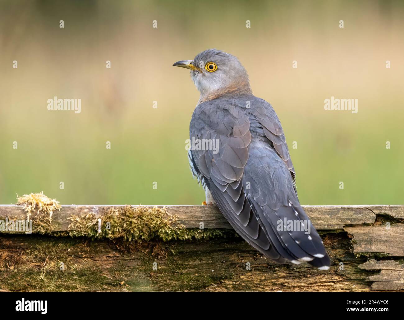 Female Cuckoo, (Cuculus canorus) also known as the Common Cuckoo ...