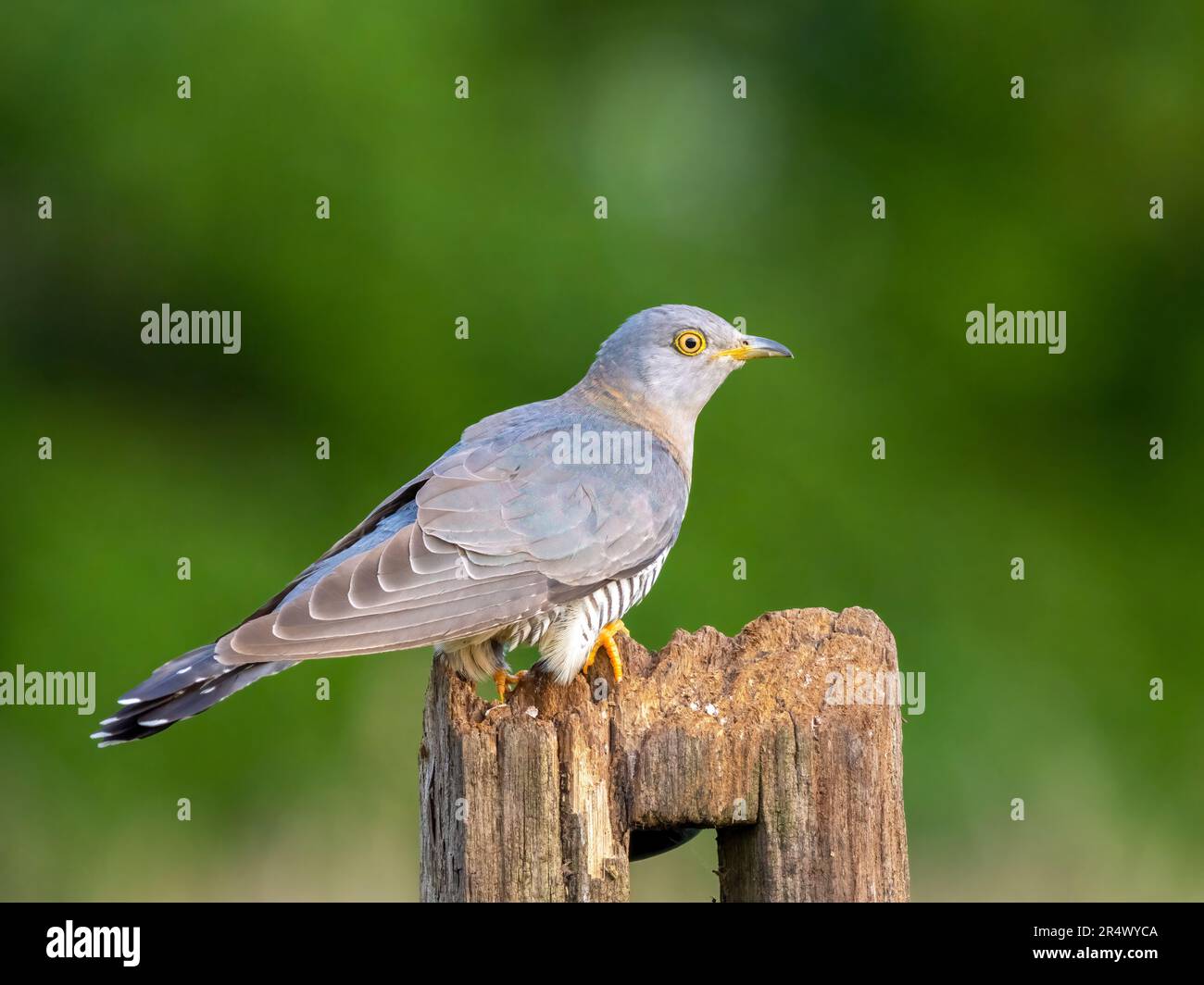Female Cuckoo, (Cuculus canorus) also known as the Common Cuckoo ...