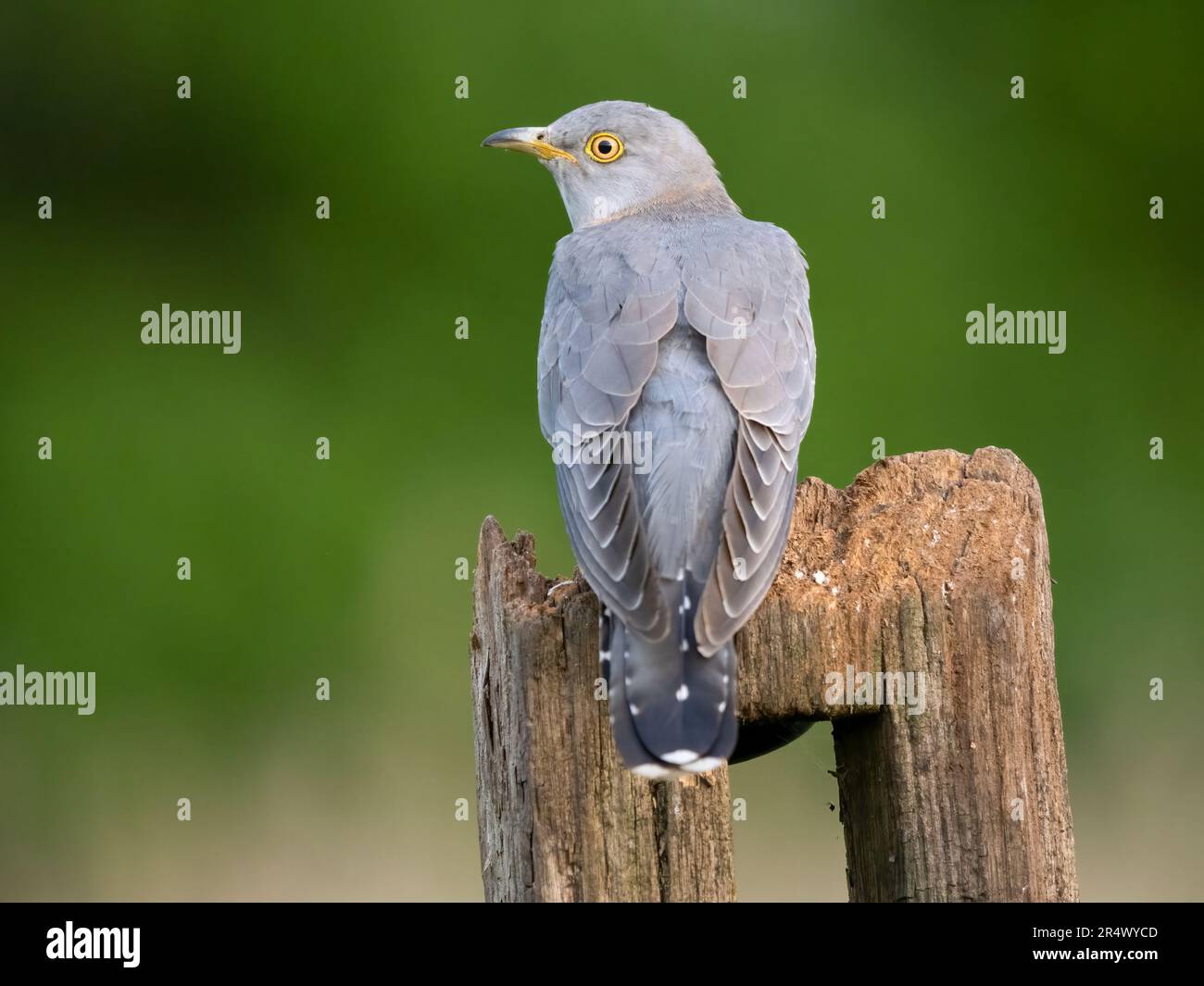 Female Cuckoo, (Cuculus canorus) also known as the Common Cuckoo ...
