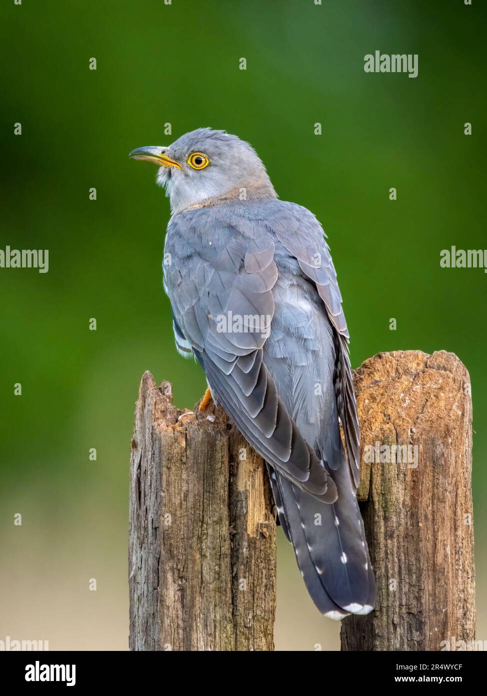 Female Cuckoo, (Cuculus canorus) also known as the Common Cuckoo ...