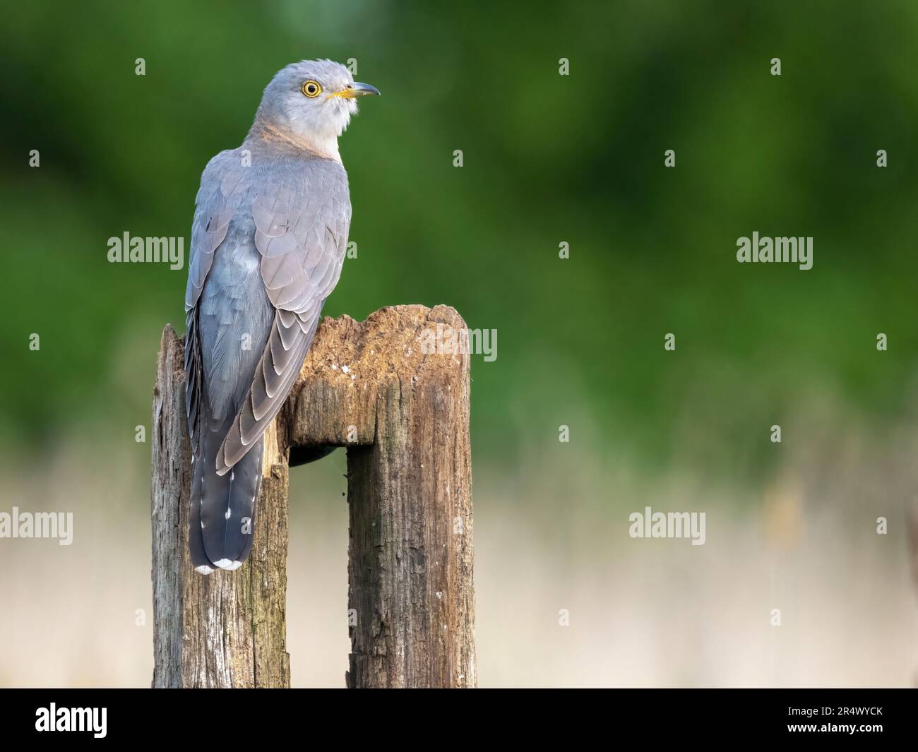 Female Cuckoo, (Cuculus canorus) also known as the Common Cuckoo ...