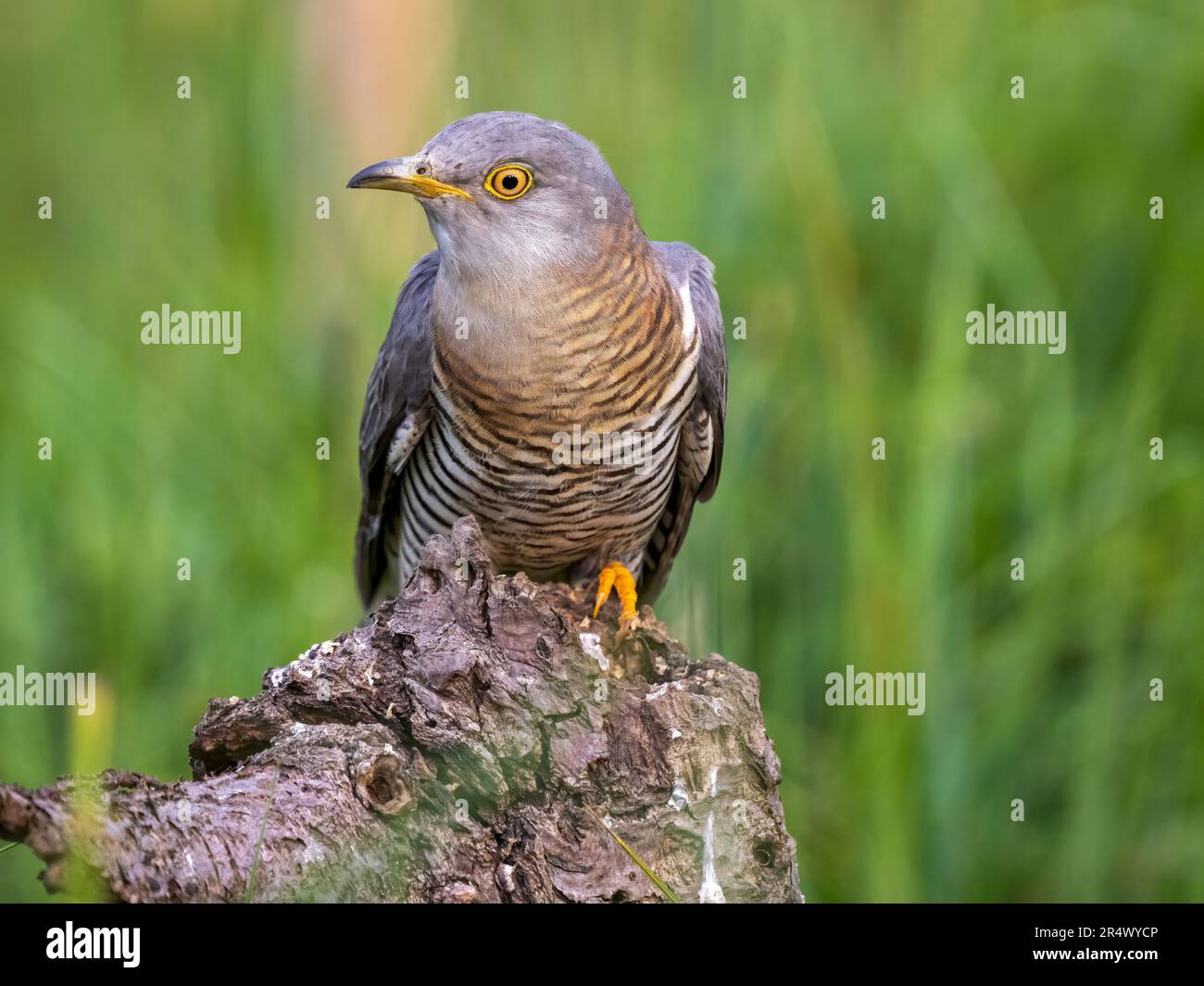 Female Cuckoo, (Cuculus canorus) also known as the Common Cuckoo ...