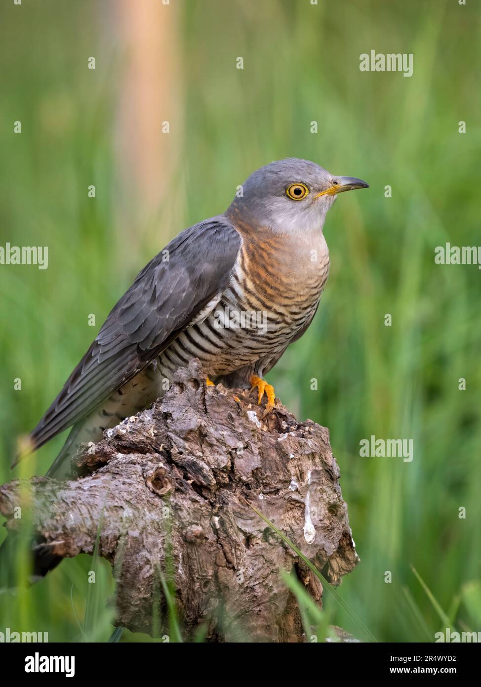 Female Cuckoo, (Cuculus canorus) also known as the Common Cuckoo ...