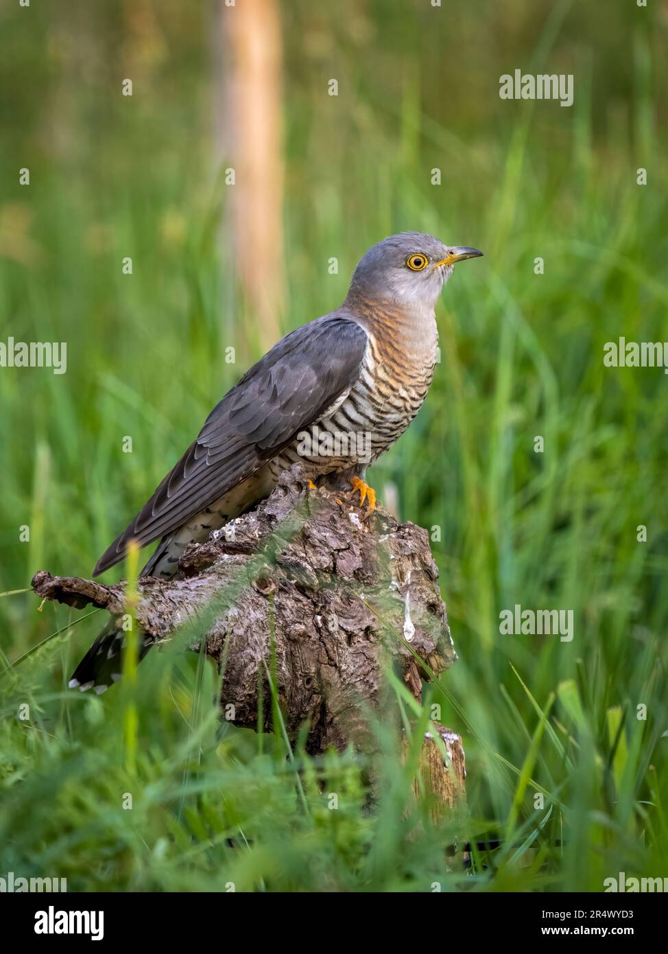 Female Cuckoo, (Cuculus canorus) also known as the Common Cuckoo ...