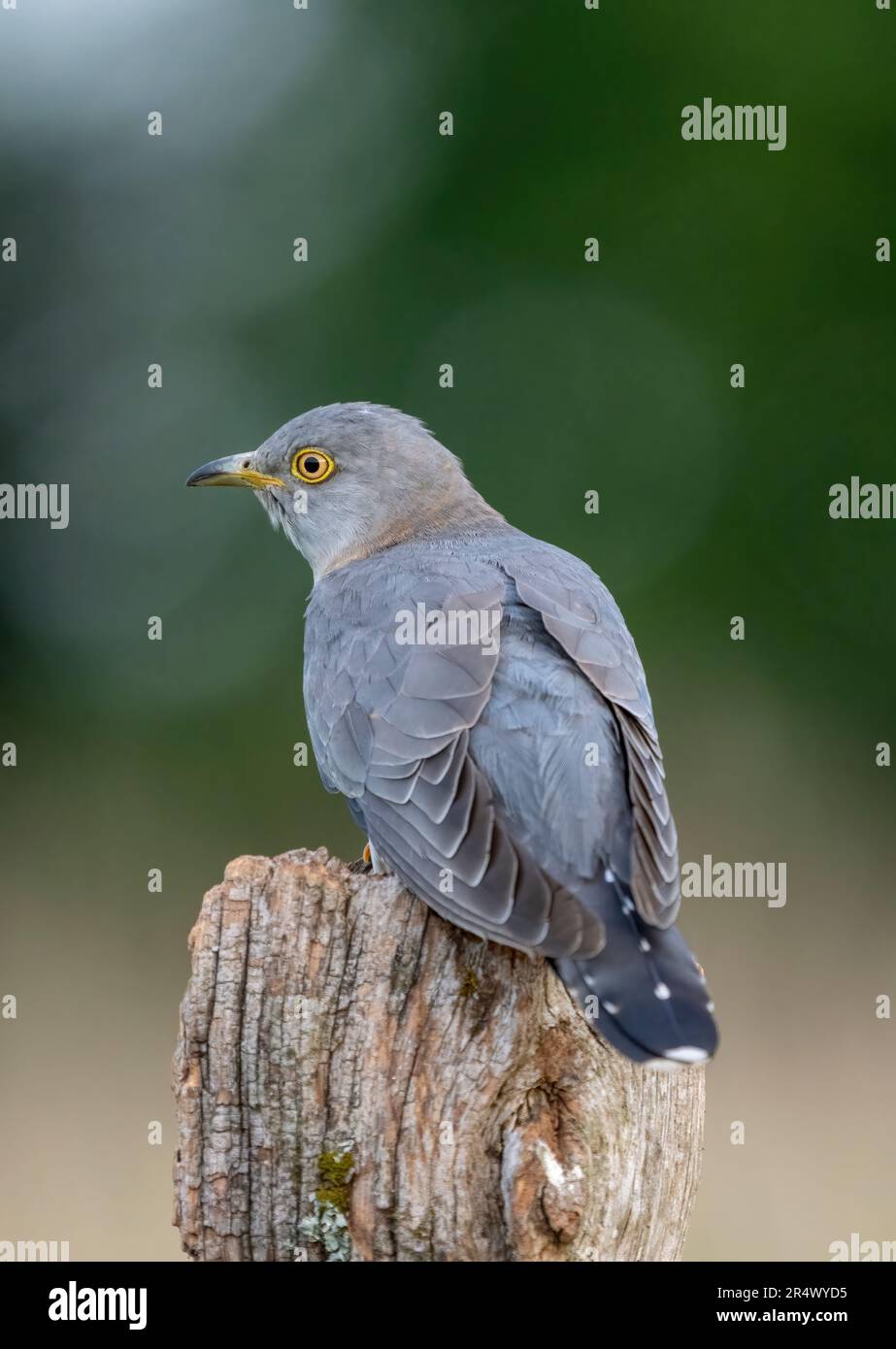 Female cuckoo bird hi-res stock photography and images - Alamy