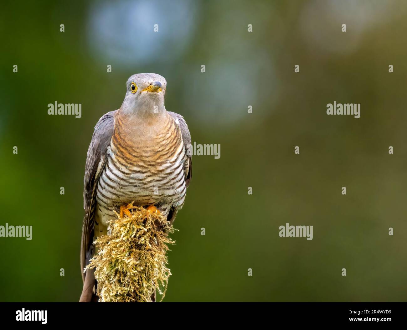 Female Cuckoo, (Cuculus canorus) also known as the Common Cuckoo ...