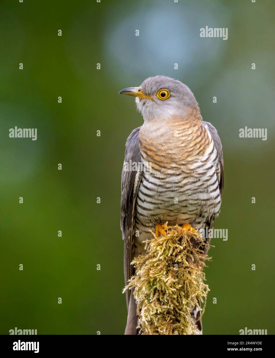 Female Cuckoo, (Cuculus canorus) also known as the Common Cuckoo ...