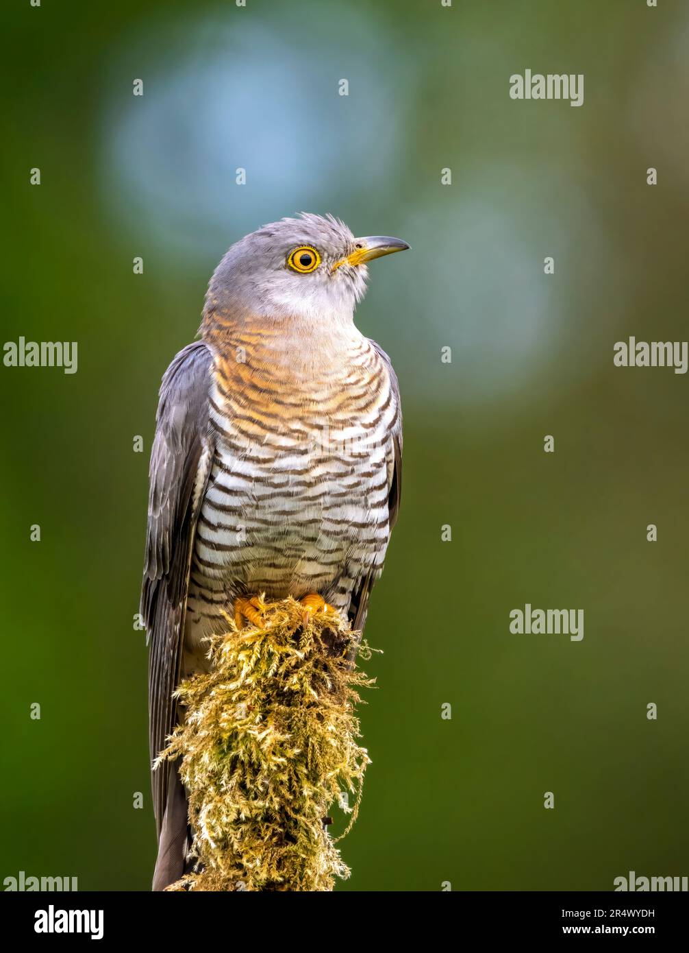 Female Cuckoo, (Cuculus canorus) also known as the Common Cuckoo ...
