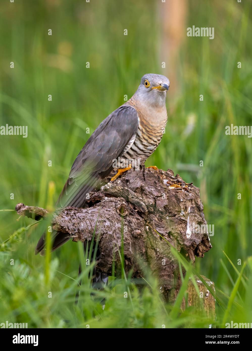 Female Cuckoo, (Cuculus canorus) also known as the Common Cuckoo ...