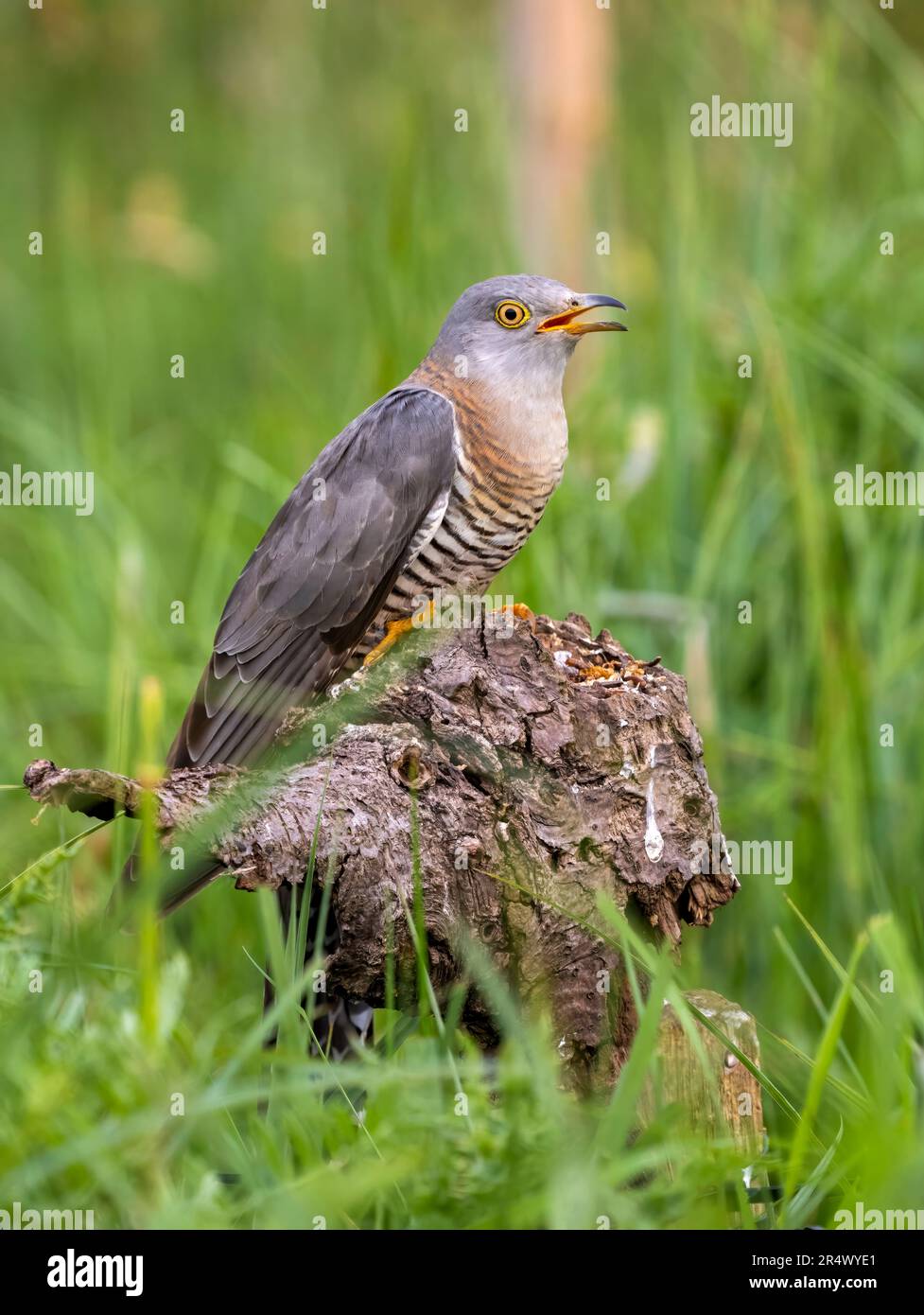 Female Cuckoo, (Cuculus canorus) also known as the Common Cuckoo, with beak open and perched on ...