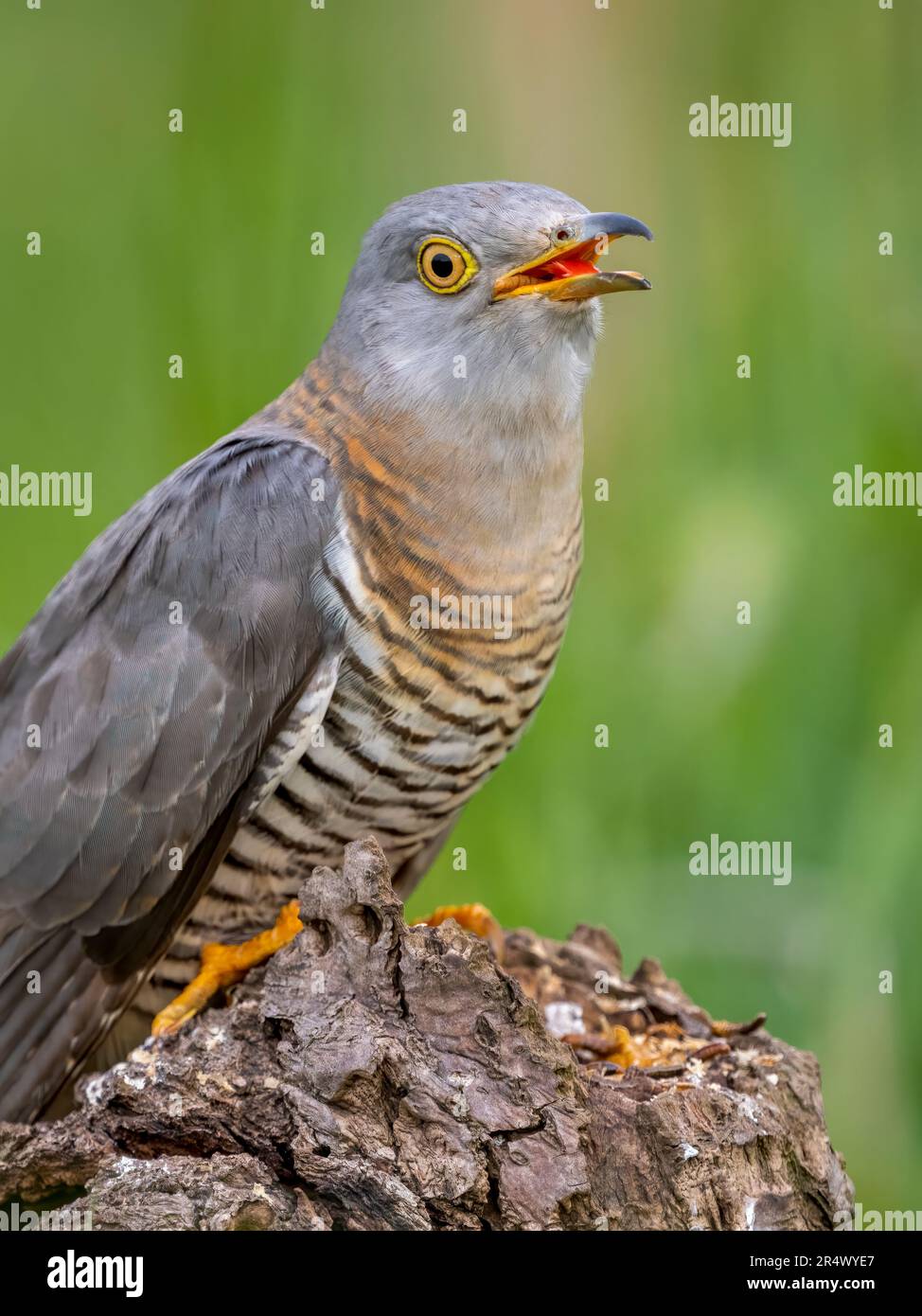 Female Cuckoo, (Cuculus canorus) also known as the Common Cuckoo, with ...