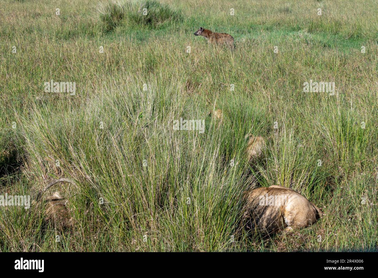 A Spotted Hyena (Crocuta crocuta) walking by a family of Lions ...