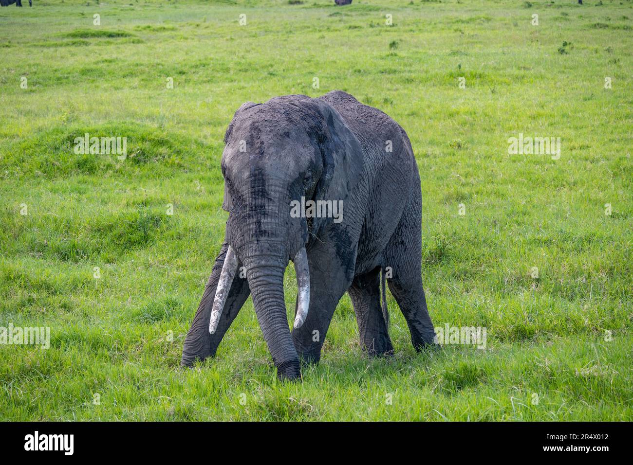 Green grass elephant hi-res stock photography and images - Alamy
