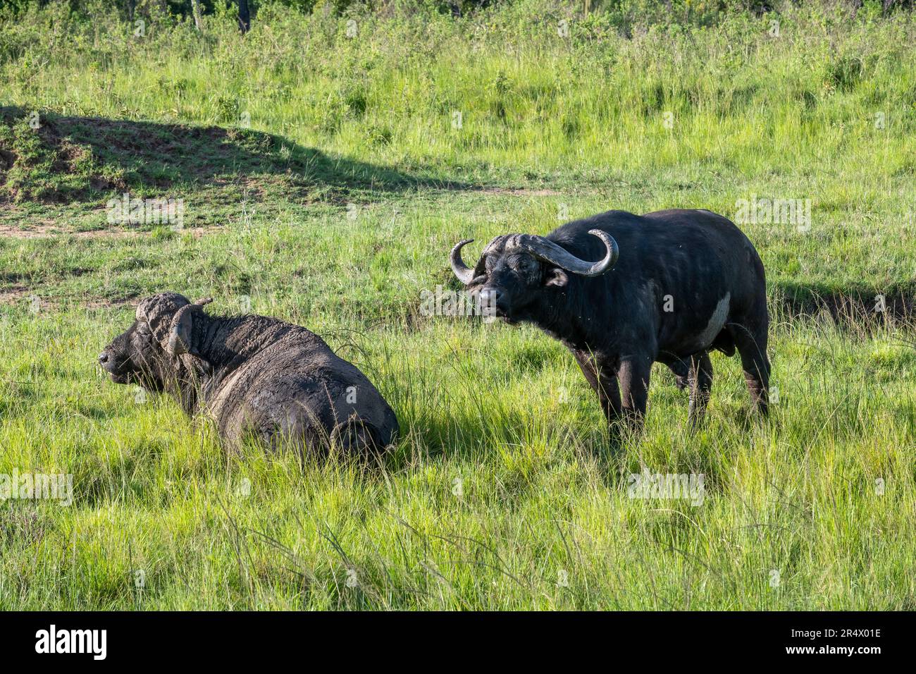 Two male Africa Buffaloes (Syncerus caffer) on green grass. Maasai Mara National Park, Kenya ...