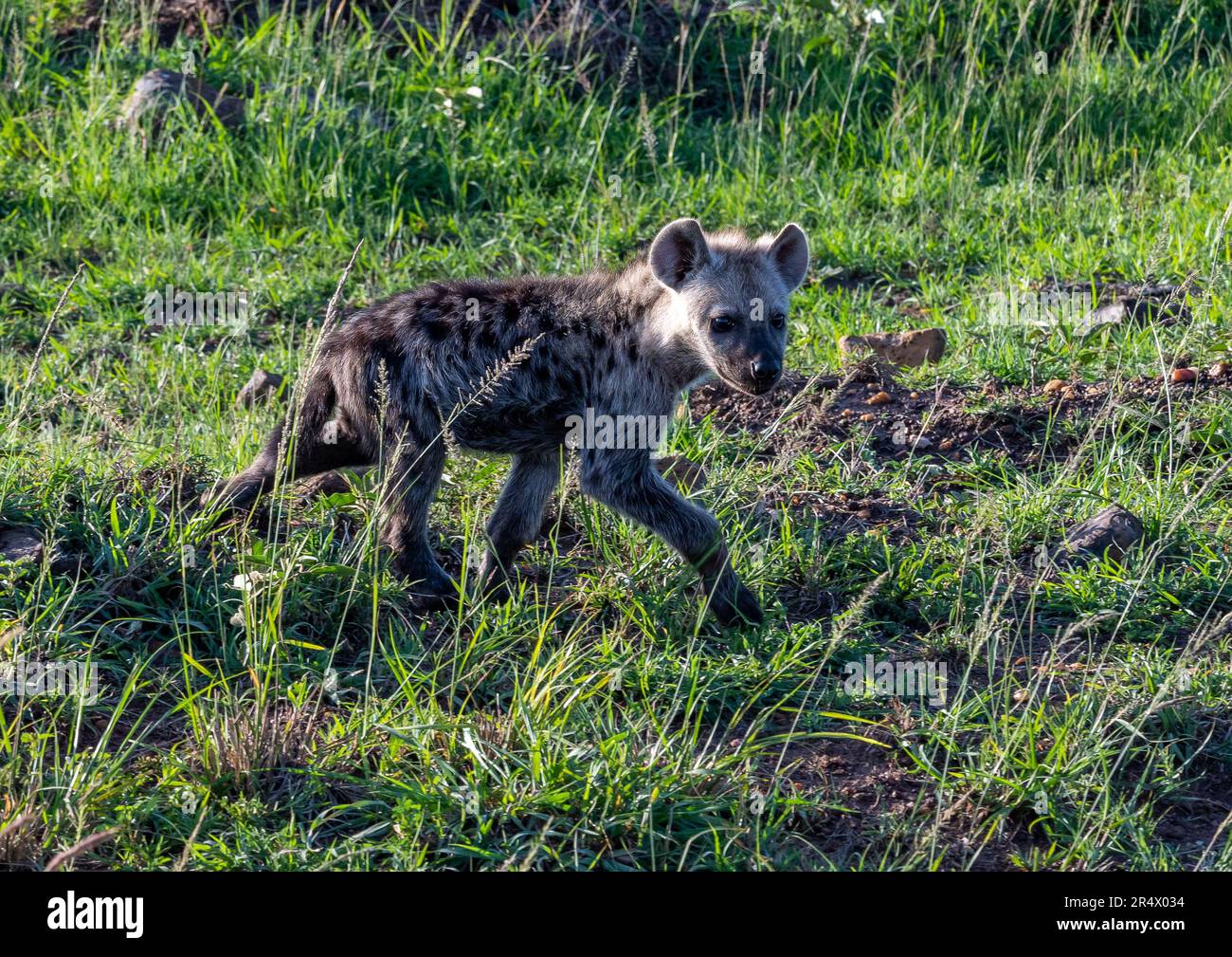 A young Spotted Hyena (Crocuta crocuta) in Maasai Mara National Park ...