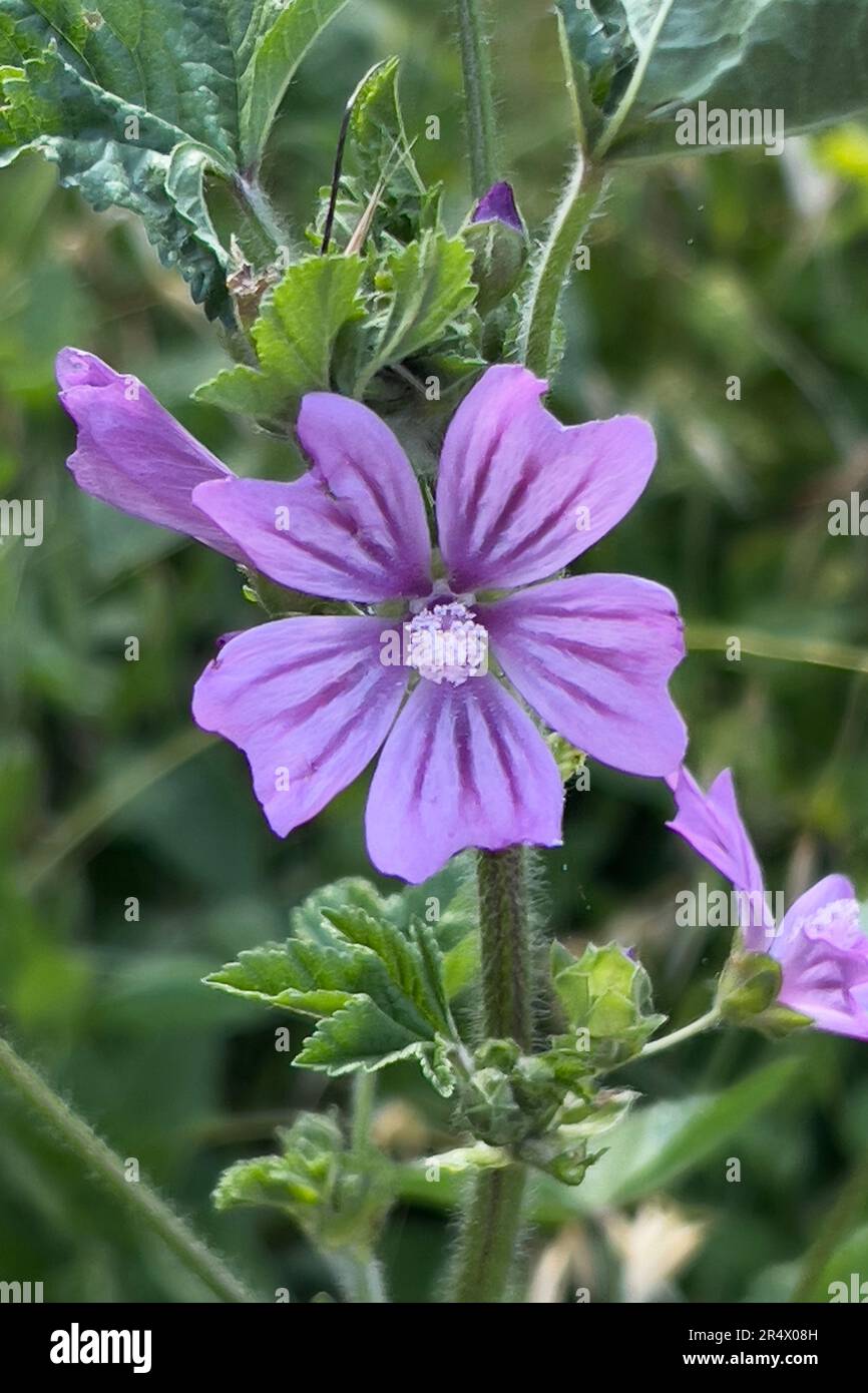 Wild mallow flower Stock Photo - Alamy