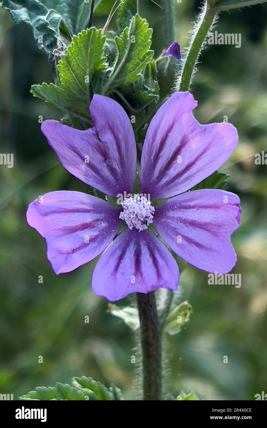 Wild mallow flower Stock Photo - Alamy