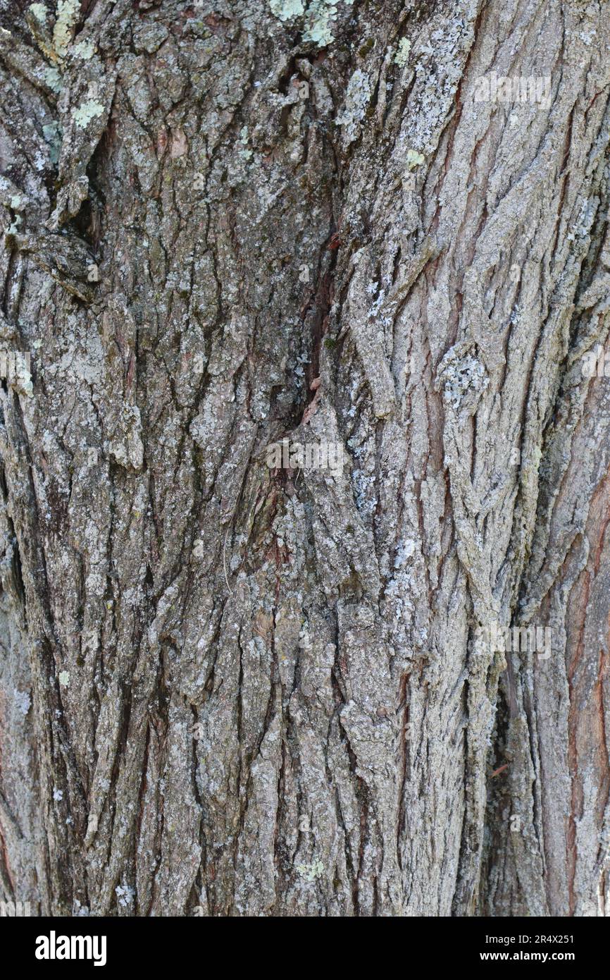 Maple Tree Bark Texture Stock Photo - Alamy