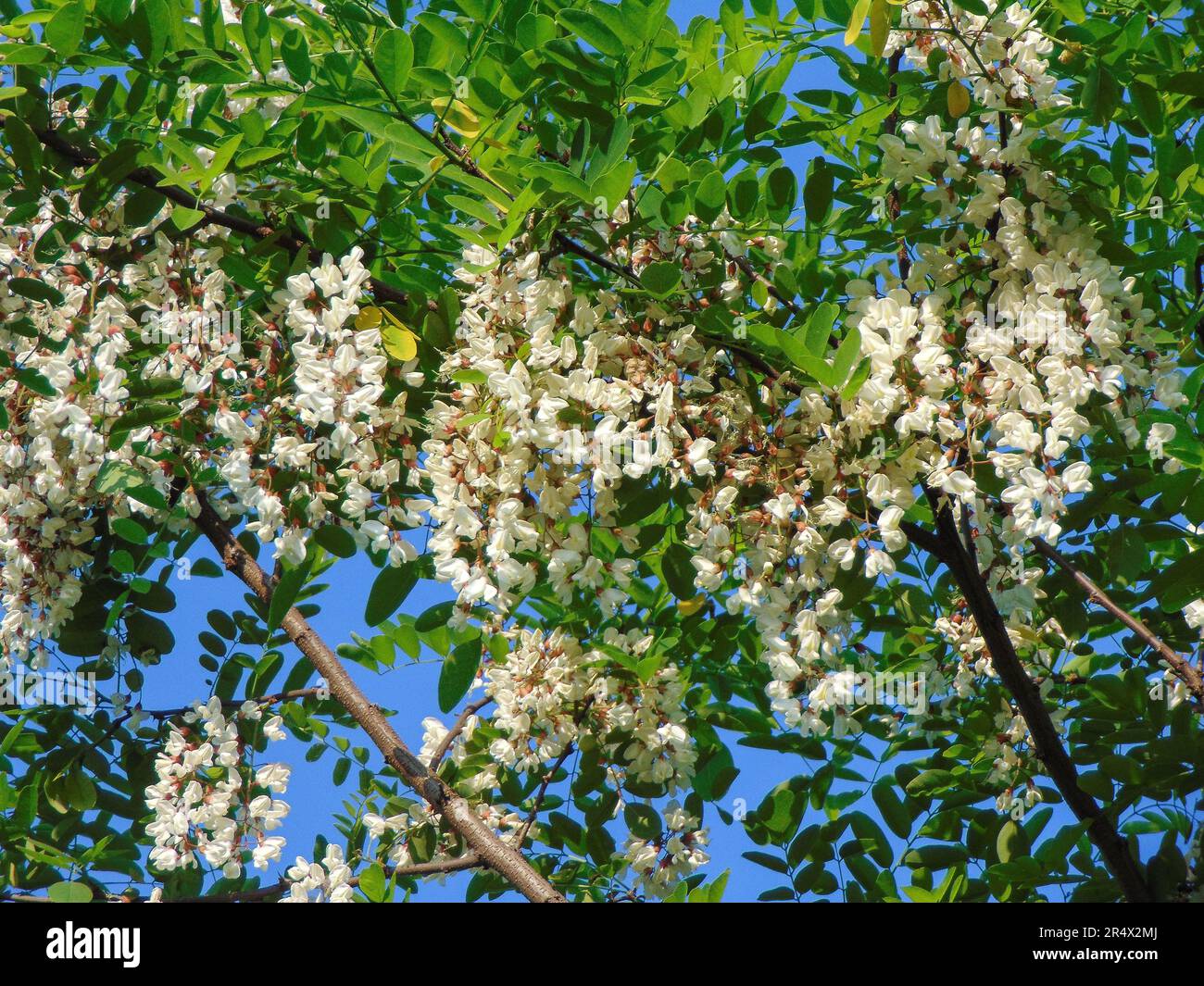 Black locust tree in bloom. Robinia pseudoacacia Stock Photo - Alamy