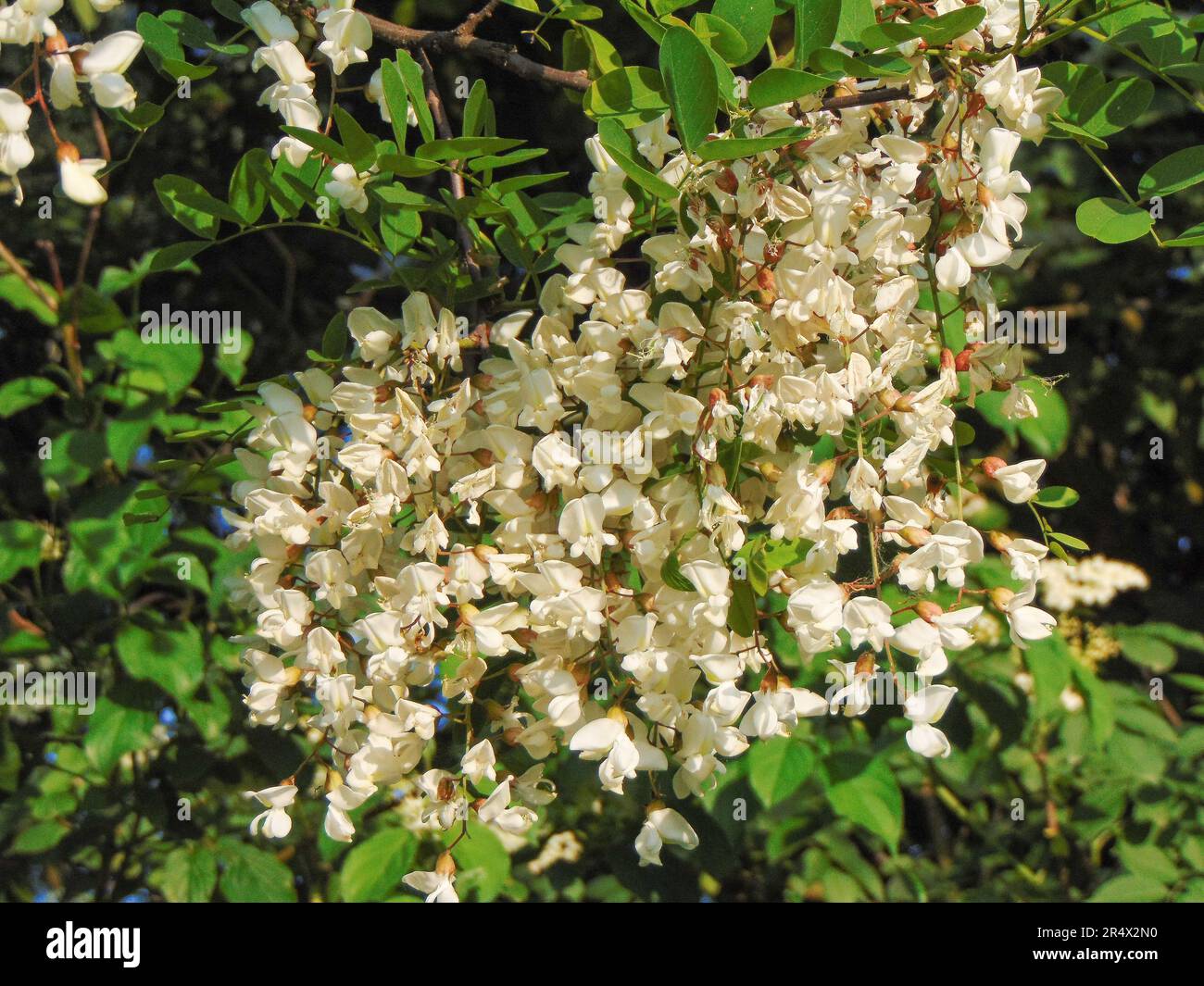 Black locust tree in bloom. Robinia pseudoacacia Stock Photo - Alamy