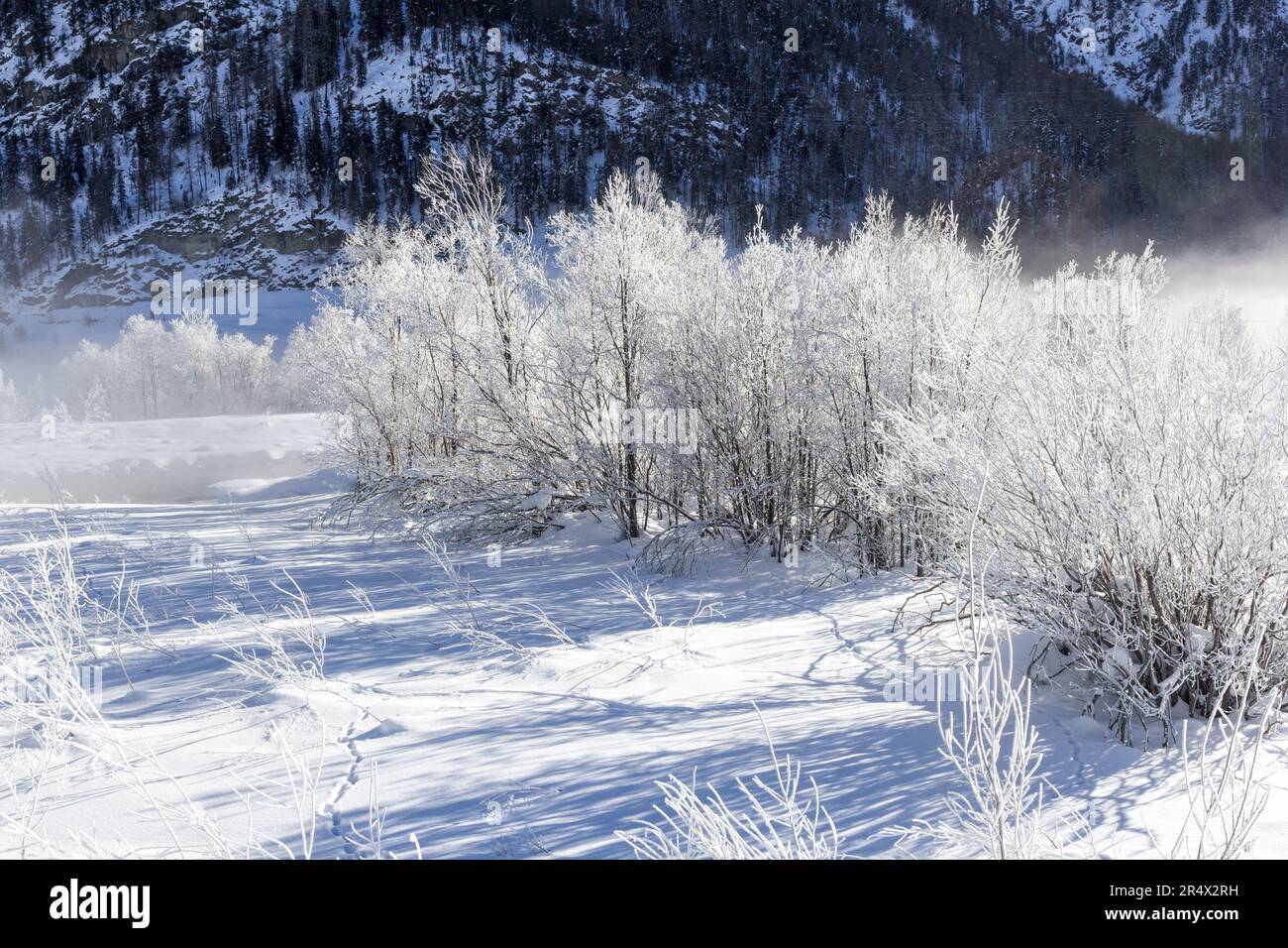 Forest covered with frost in a winter coldness along river Stock Photo ...