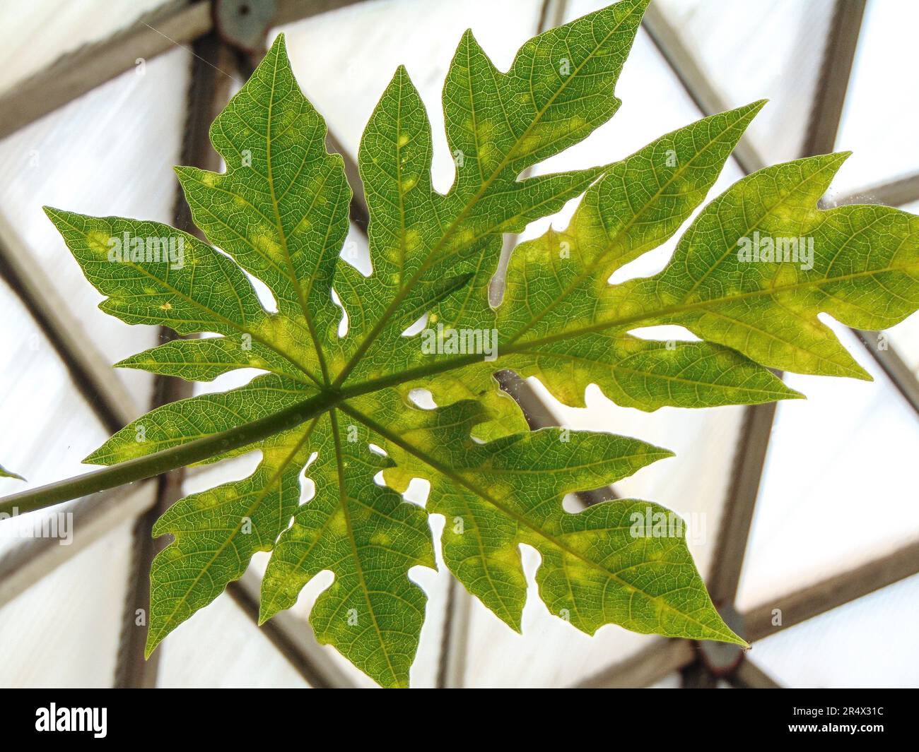 Papaya leaves hi-res stock photography and images - Alamy